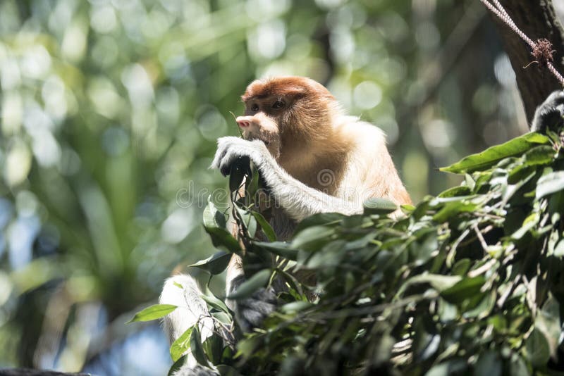 Mono que tiene su comida foto de archivo. Imagen de algo - 78992526