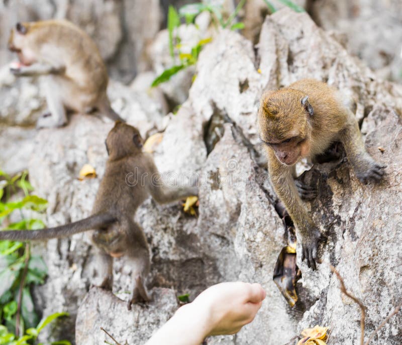 Mono Tomando Comida De Los Humanos Mano Personas Alimentando a Monos En ...