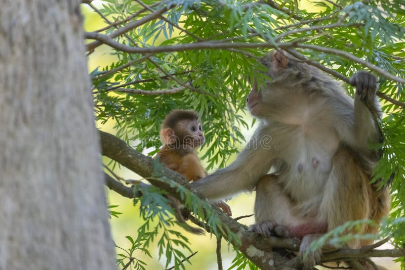 Mono rhesus en el bosque foto de archivo. Imagen de familia - 348692608