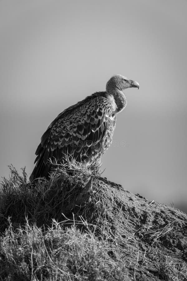 Mono Ruppell Vulture on Mound in Profile Stock Photo - Image of ...