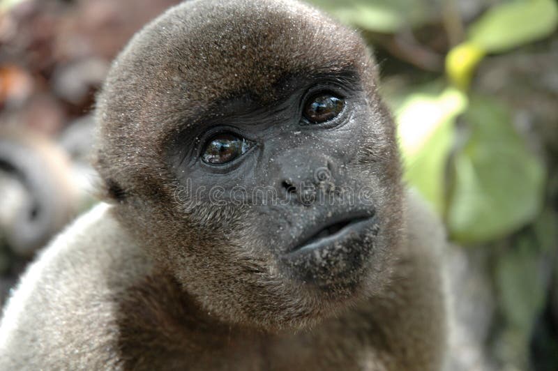 Mono salvaje el Brasil imagen de archivo. Imagen de brasil - 83456461