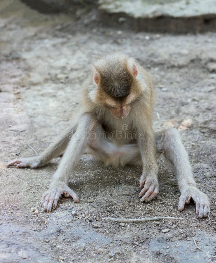 Mono Sentado Y Mirando Al Suelo Foto de archivo - Imagen de asia ...