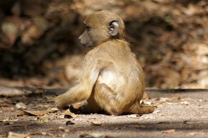 Mono Solo Que Se Sienta Encima De Un Tronco De árbol Grande Imagen de ...