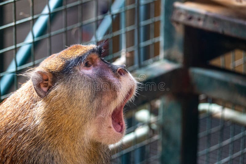 Mono sorprendido te mira foto de archivo. Imagen de macaca - 259092274