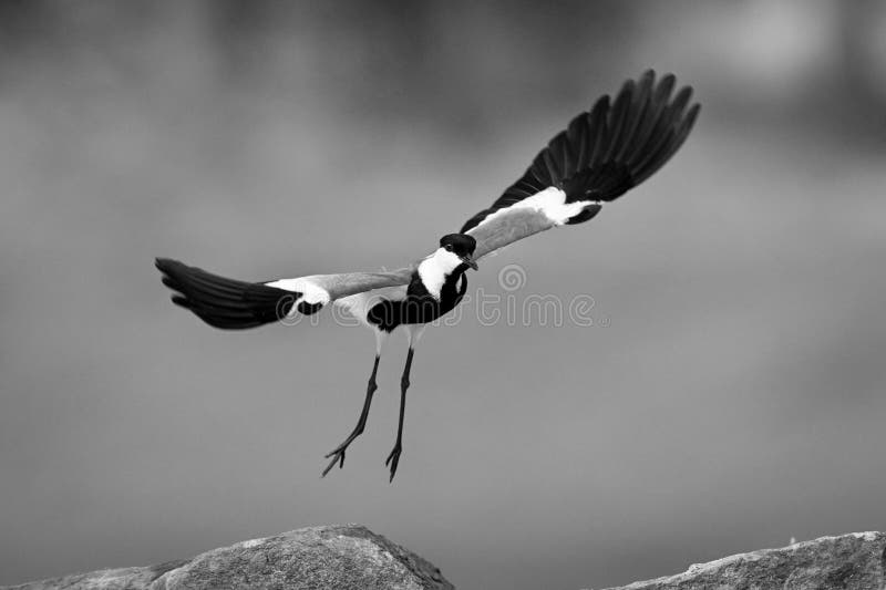 Mono Spur-winged Lapwing Spreading Wings Taking Off Stock Image - Image ...
