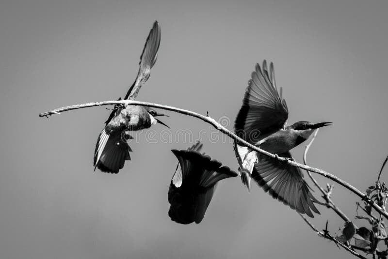 Mono Three Little Bee-eaters Squabble Over Branch Stock Image - Image ...