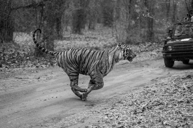 Mono Tiger Bounds Past Jeep on Track Stock Image - Image of action ...