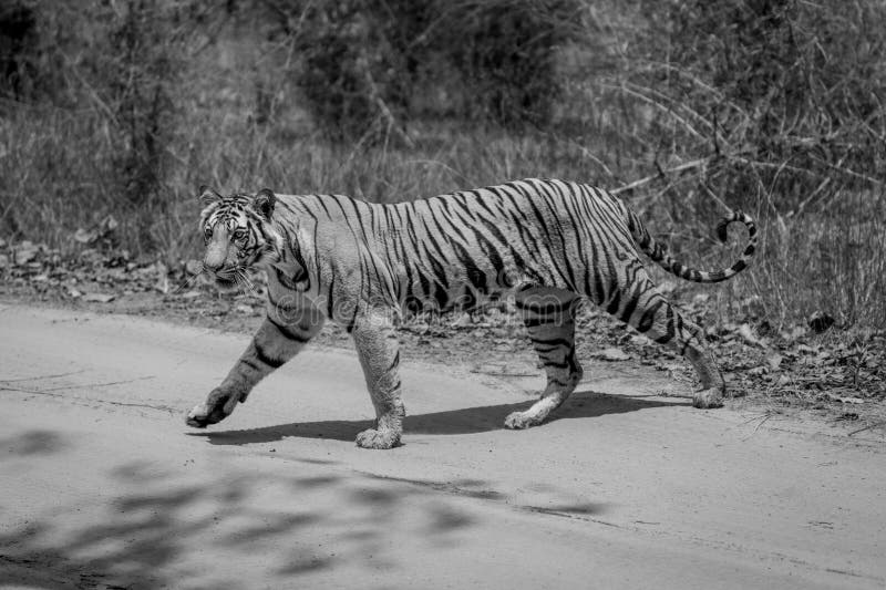 Mono Tiger Crosses Sandy Track in Sunshine Stock Image - Image of walk ...