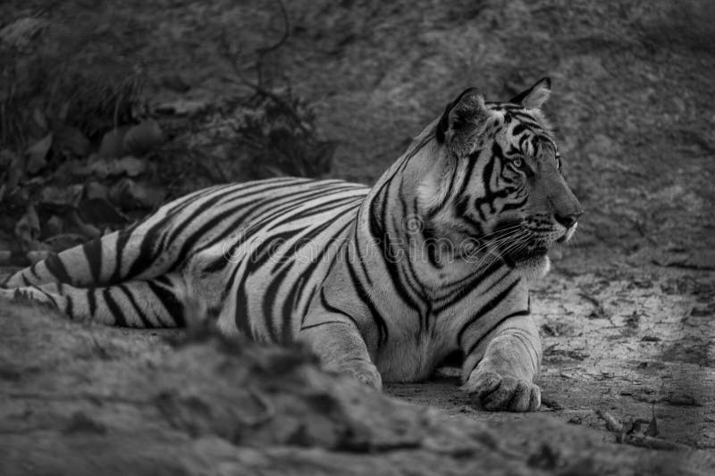 Mono Tiger Lies on Sand Staring Ahead Stock Image - Image of sundown ...