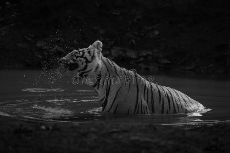Mono Tiger Sits in Waterhole Shaking Head Stock Image - Image of tiger ...