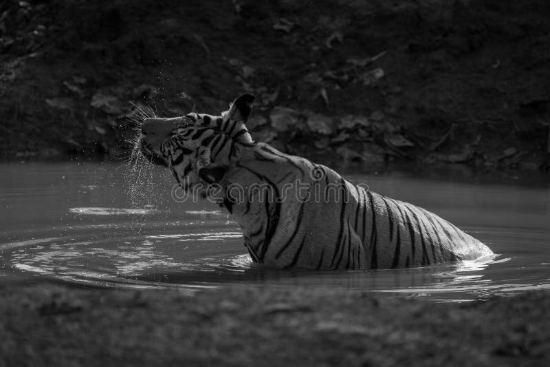 Mono Tiger Sits in Waterhole Twisting Head Stock Photo - Image of ...