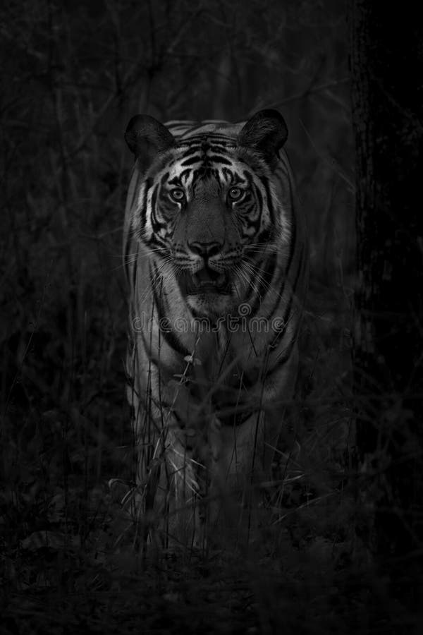 Mono Tiger Stands by Tree Facing Camera Stock Photo - Image of nature ...
