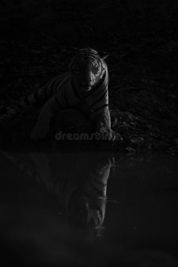 Mono Tiger Stands Watching Reflection in Waterhole Stock Photo - Image ...