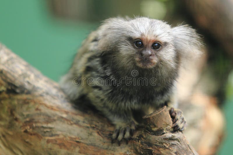 Marmozeta común foto de archivo. Imagen de bostezo, mono - 30720130