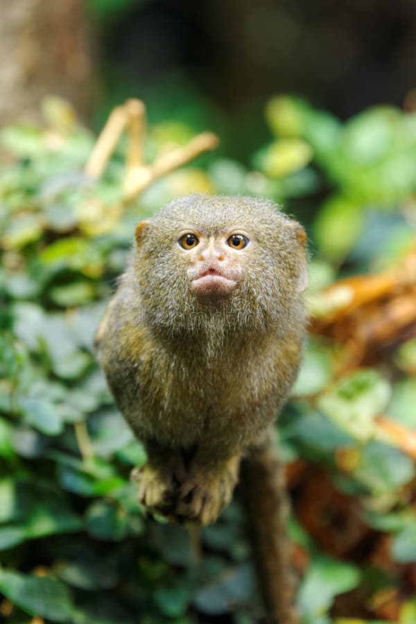 imágenes comunes del Mono Enano - los derechos de la transferencia ...