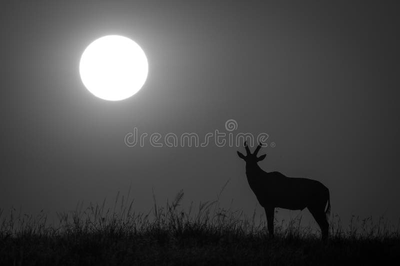 Mono Topi Silhouetted Horizon Sunrise Stock Photos - Free & Royalty ...