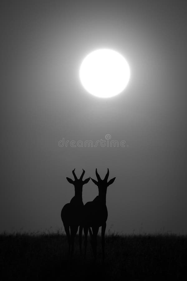 Mono Topis Under Rising Sun Facing Camera Stock Image - Image of ...