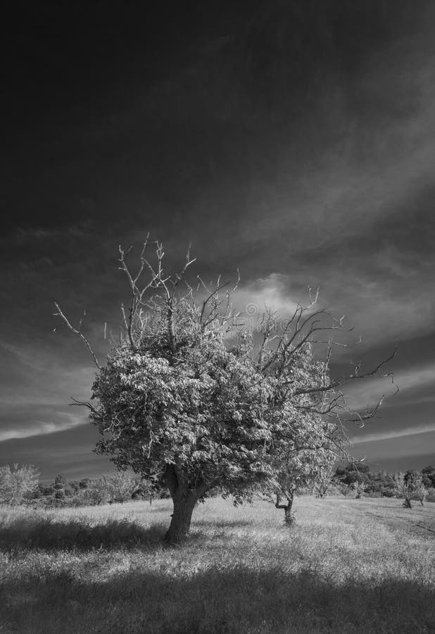 Mono Tree stock photo. Image of grass, mono, travel, branch - 75952800