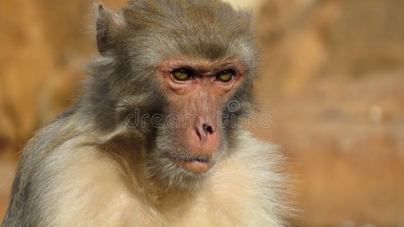 Mono en humor triste imagen de archivo. Imagen de humor - 96754979