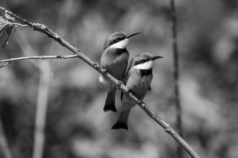 Mono Two Little Bee-eaters Side-by-side on Branch Stock Image - Image ...