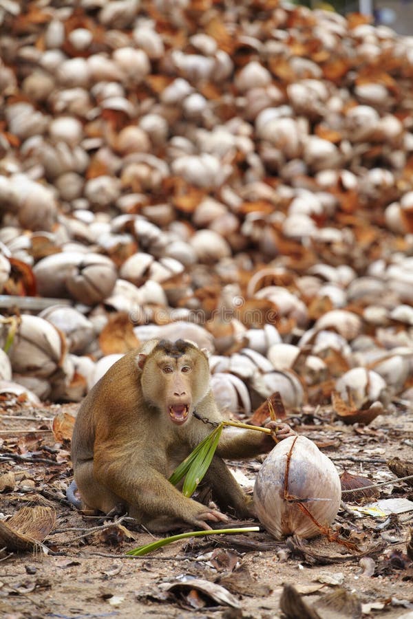 Mono viejo y coco seco foto de archivo. Imagen de alimento - 39746036