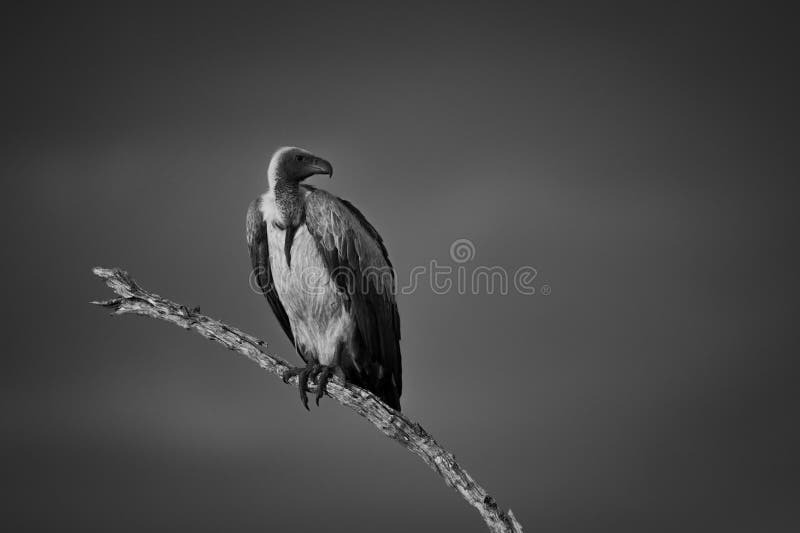 Mono White-backed Vulture Turns Head on Branch Stock Image - Image of ...