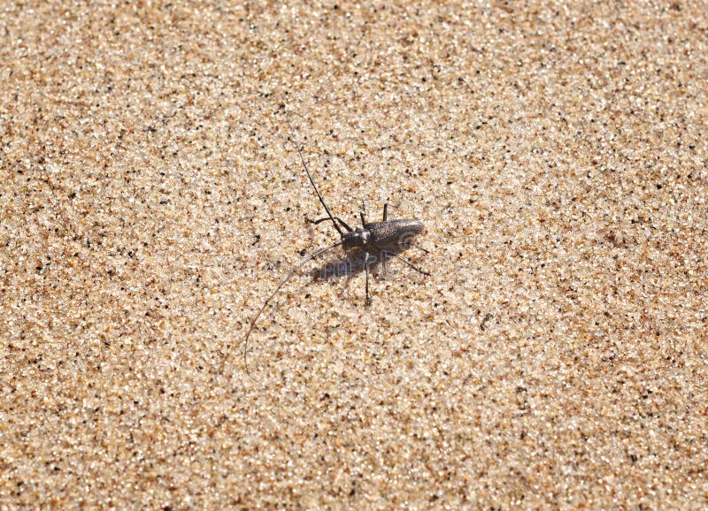 Monochamus stock photo. Image of monochamus, outdoors - 59078328