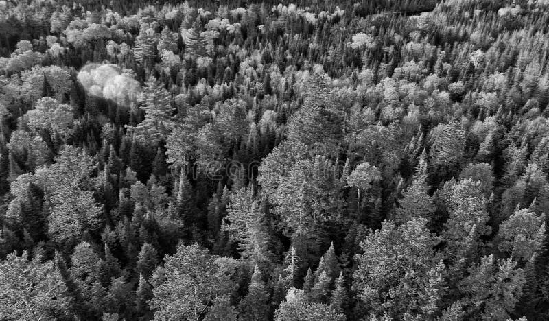 Monochromatic Aerial View of New Beautiful Woods Stock Photo - Image of ...