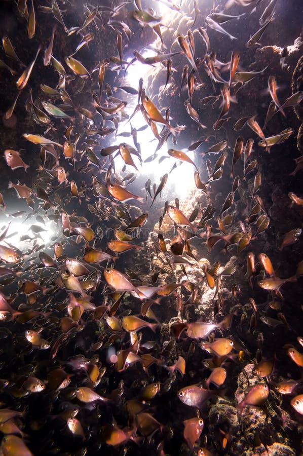Monochromatic Image of Schooling Fish in Swirling Pattern Stock Photo ...