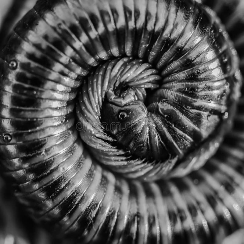 Monochrome Abstract Image of a Centipede Stock Photo - Image of ...