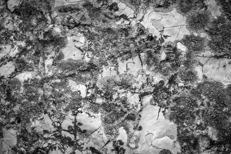 Monochrome Abstract Texture Stock Image - Image of background, tone ...