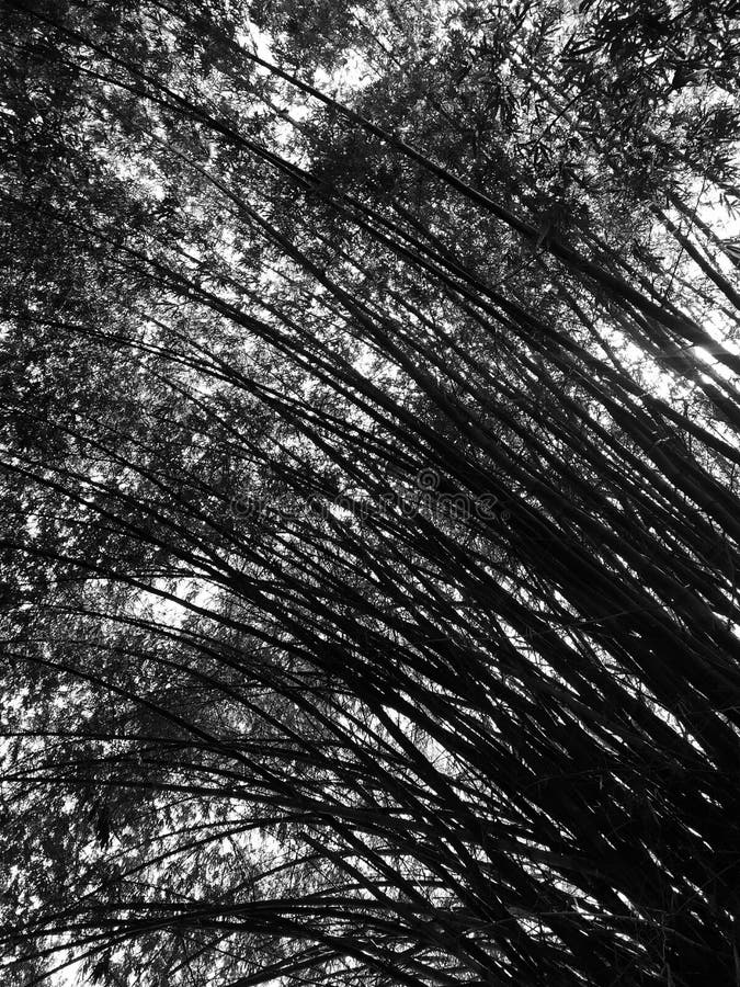 Monochrome bamboo tree stock photo. Image of light, bamboo - 202232456