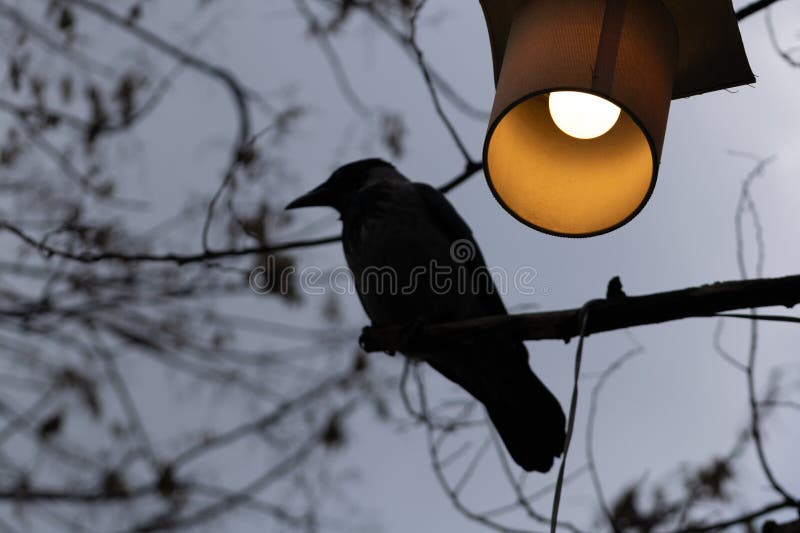Monochrome Bird Shadow of a Crow Next To an Orange Light Stock Photo ...