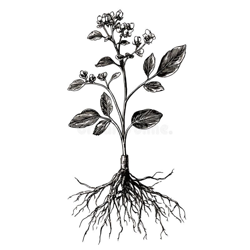 Monochrome Botanical Illustration of a Plant with Roots and Flowers Ink ...
