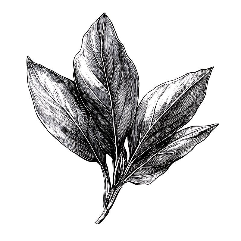 Monochrome Botanical Illustration of Three Leaves Ink Sketch Stock ...