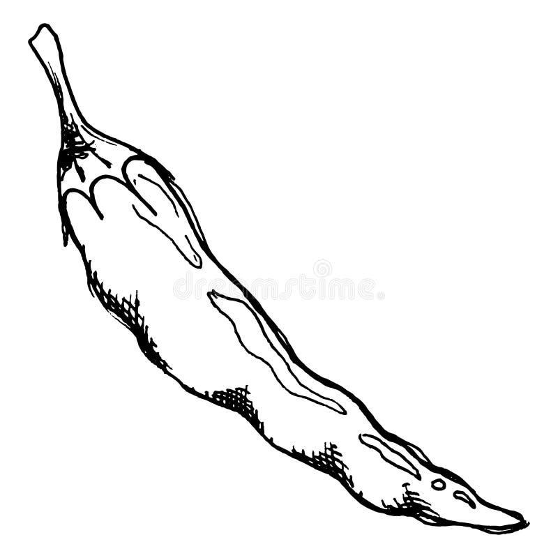 Mexican Chili Line Art Stock Illustrations – 2,793 Mexican Chili Line ...