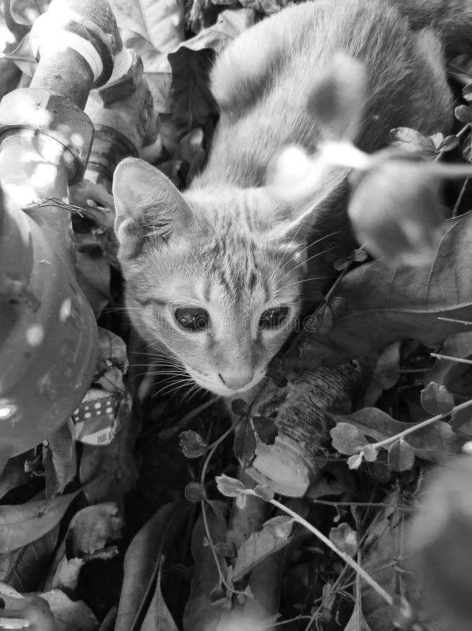 Monochrome Tabby Cat Alone in the Desolate Land. Stock Image - Image of ...
