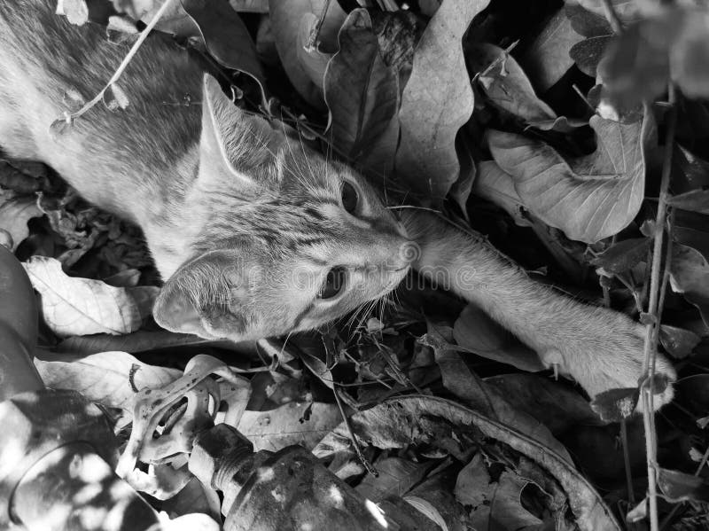 Monochrome Tabby Cat Alone in the Desolate Land. Stock Photo - Image of ...