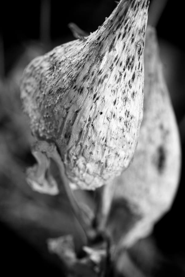 Monochrome Closeup of an Abstract, Expended Seed Pod from an Unknown ...