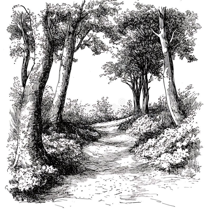 Sketch Trees Forest Path Stock Illustrations – 1,686 Sketch Trees ...