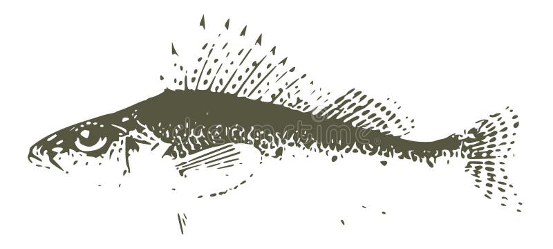 Ruff stock vector. Illustration of white, nature, vector - 8943946