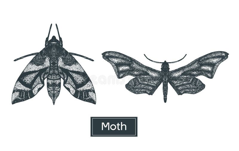 Monochrome Drawing Set of Moth Stock Vector - Illustration of insect ...