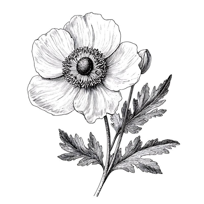 Monochrome Drawing of a Single Poppy Flower with Bud and Leaves Stock ...