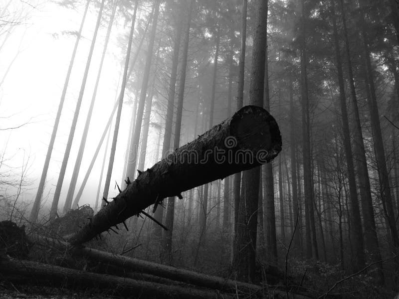 Photograph of Fallen Trees in Yarramundi Reserve in Regional Australia ...