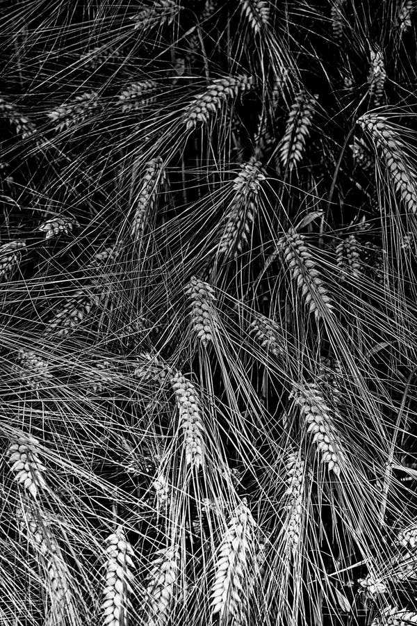 Grain / Wheat Pattern, Black and White Vintage Graphical Painting Style ...