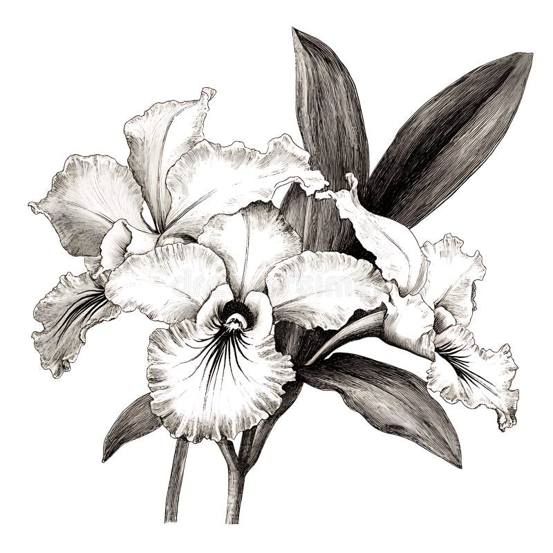 Monochrome Illustration of Cattleya Orchids with Leaves Stock ...