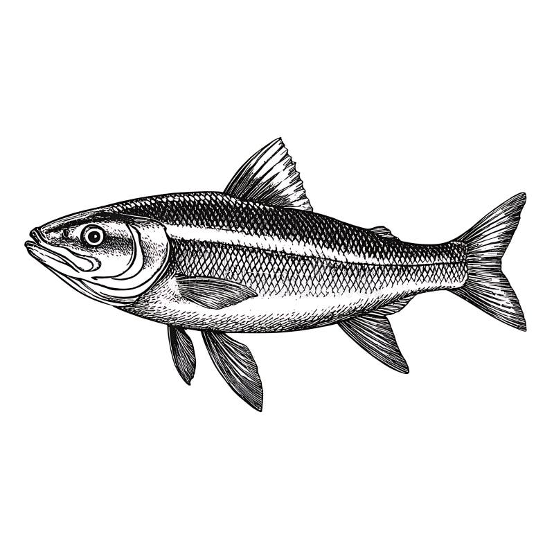 Monochrome Illustration of a Fish Stock Illustration - Illustration of ...
