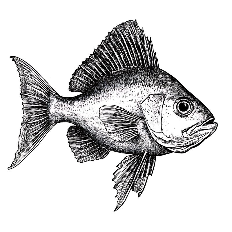 Monochrome Illustration of a Fish. (4 Stock Illustration - Illustration ...