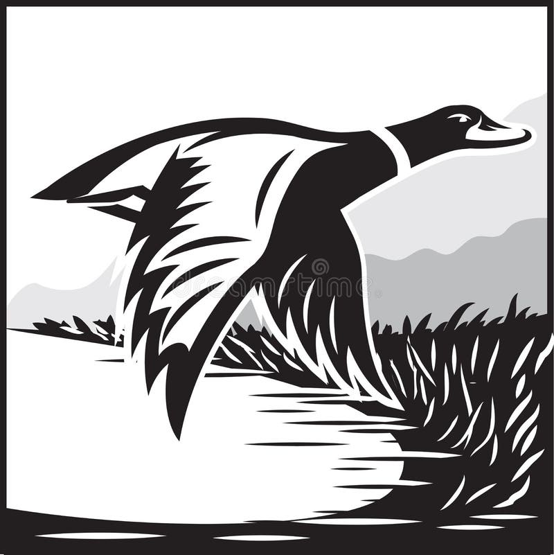 Monochrome Illustration with Flying Wild Duck Over the Water Stock ...