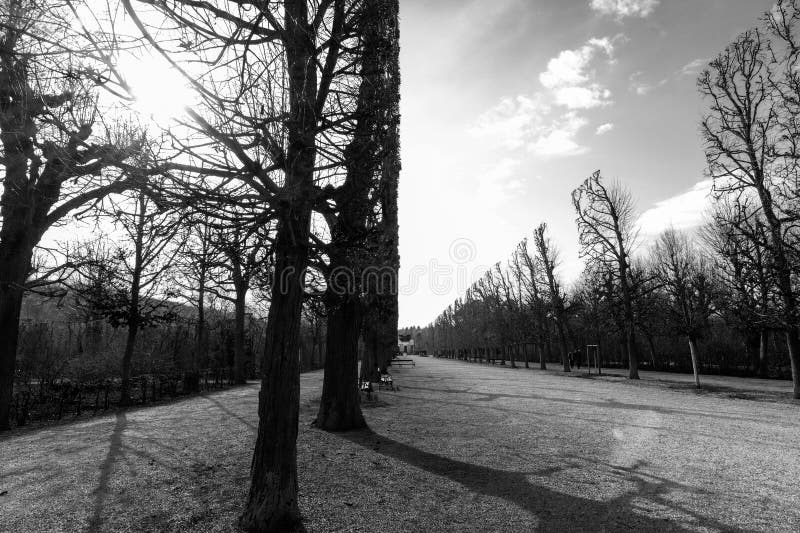 A Black and White Image of Trees Lining a Path at the Edge of a Park ...